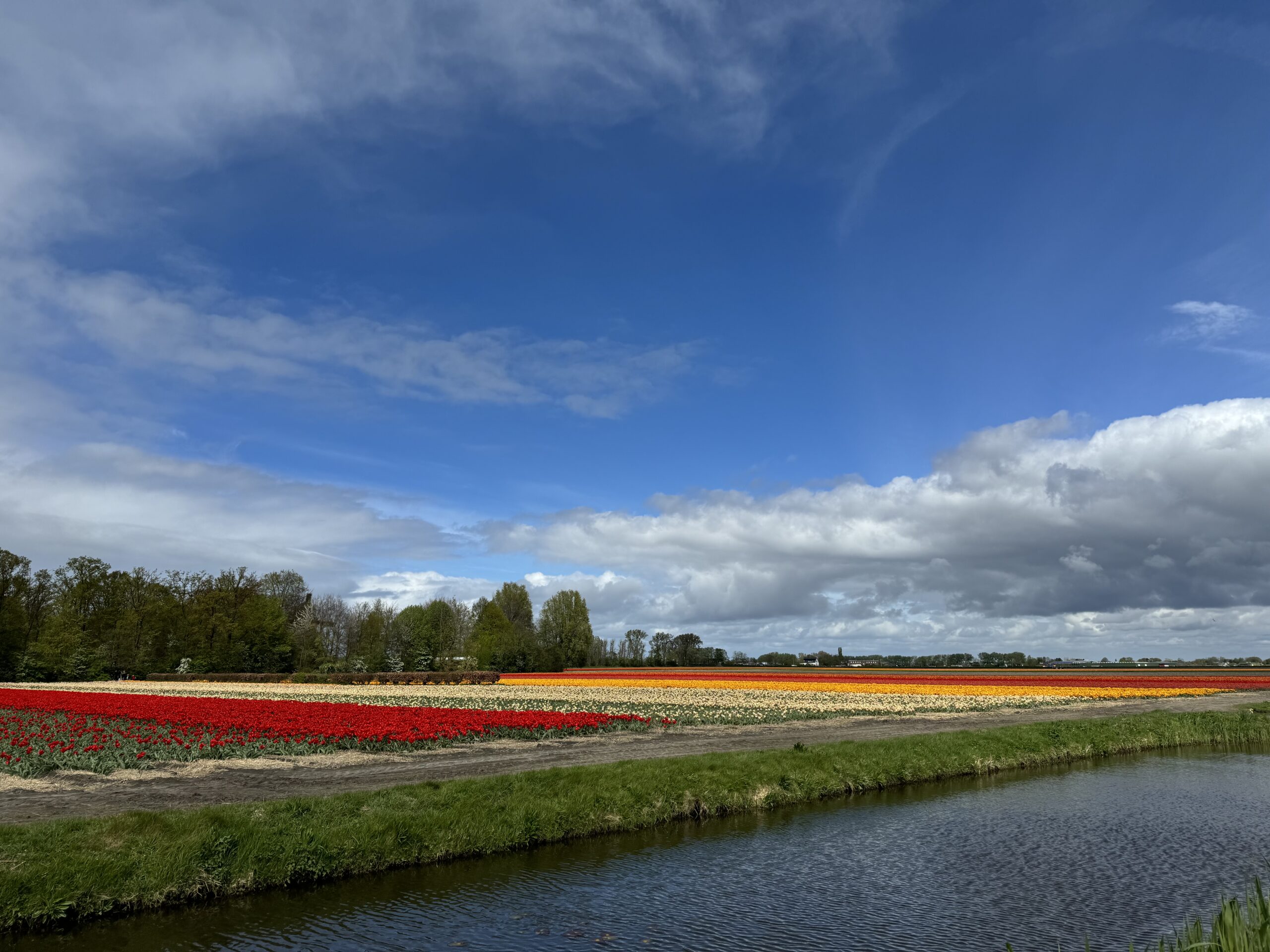 Polja tulipana u Nizozemskoj - Benada travel