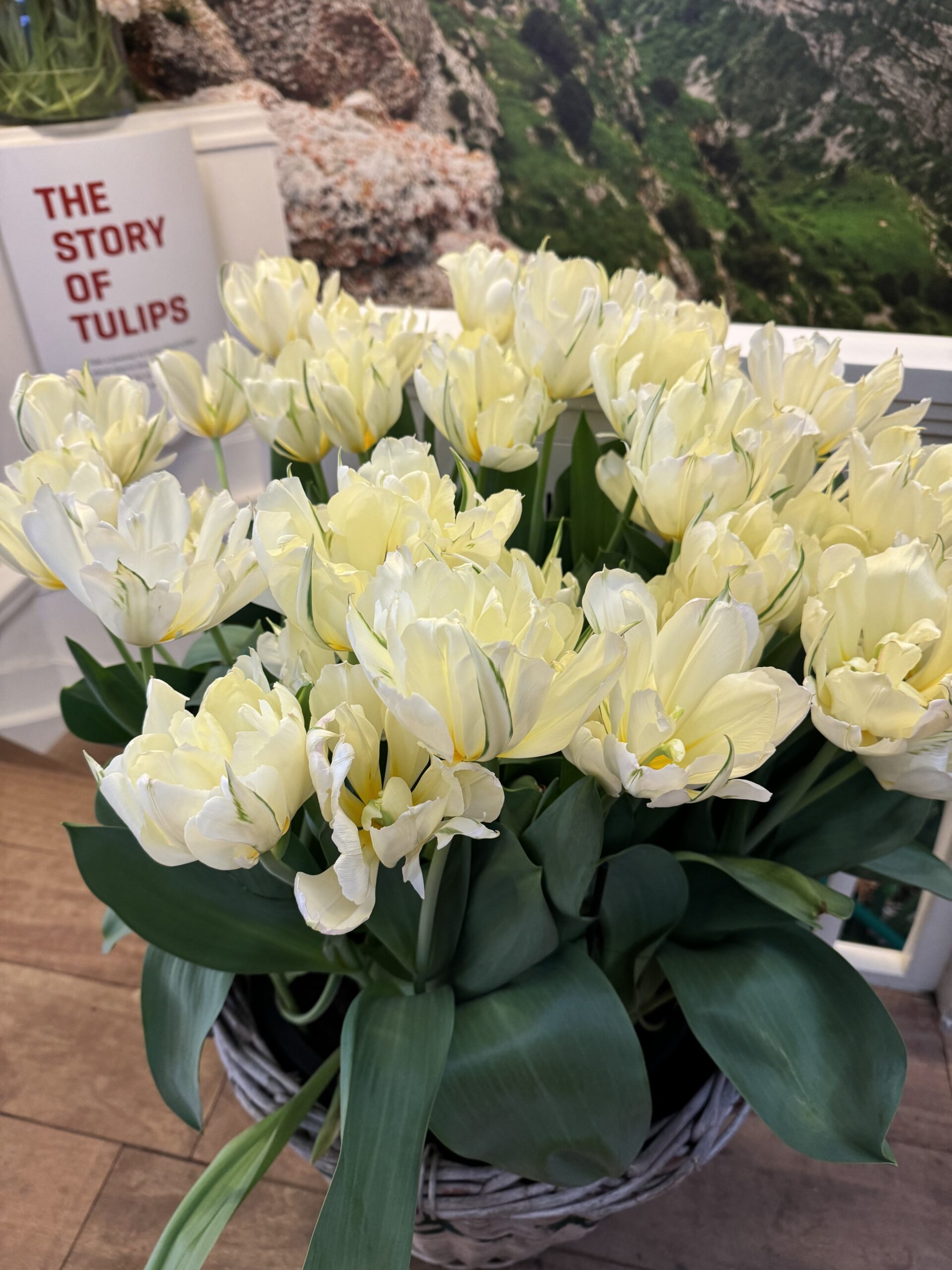 Muzej tulipana u Amsterdamu - Benada travel