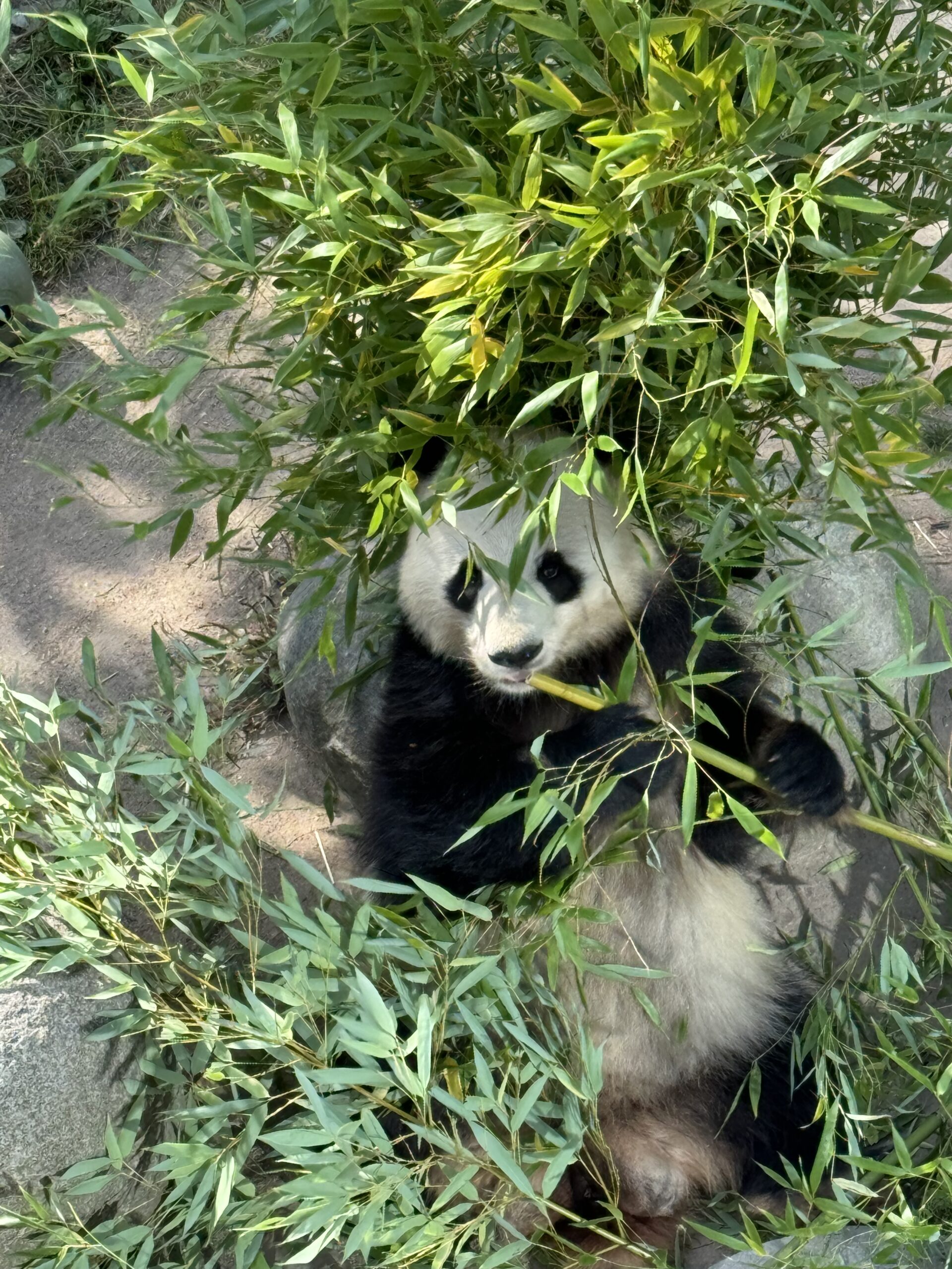 Zoološki vrt u Kopenhagenu - Benada travel